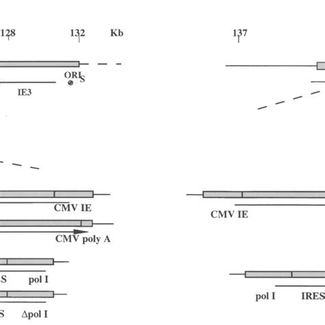 Schematic Representation Of The Genome Structures Of Recombinant