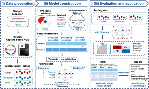 Workflow Of Mitosomatic Mitosomatic Framework Consists Of Data