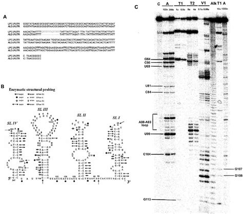 Rna Sequence Alignment And The Enzymatic Probing Of The 3 9 Utrs Of