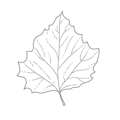 簡單的黑白葉子繪圖模板輪廓草圖 向量 秋天的離開圖 秋天的葉子大綱 秋天的葉子素描向量圖案素材免費下載，png，eps和ai素材下載