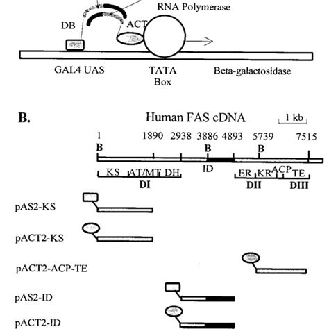 A A Schematic Representation Of How Human Fas Id Fusions Of Gal4 Db