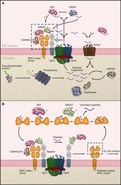 The Complex Route To Mhc Class I Peptide Complexes Cell