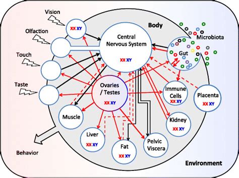 sex differences in peripheral influences on the central nervous system