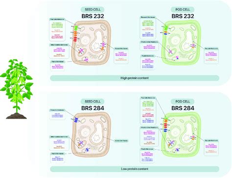 Subcellular Localization Of Ncts In Seed And Pod Tissues Of Soybean