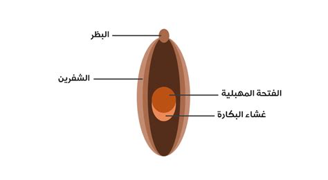كل ما تريد أن تعرفه عن غشاء البكارة