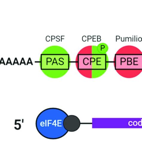 Key 3 Utr Elements Their Associated Rbps And Control Of Poly A Tail