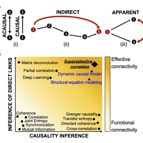 Definition Of Functional And Effective Connectivity A
