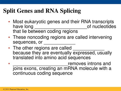 Chapter 17 From Gene To Protein Ppt Download