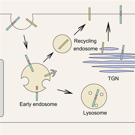 Model For The Role Of Bin1 In Aβ Endocytic Generation Newly