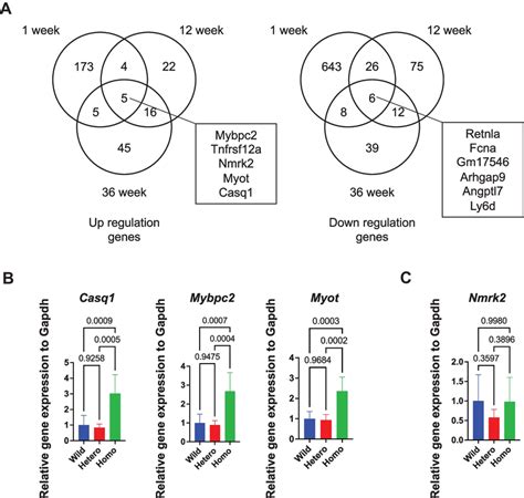 Gene Expression Profile Analysis With Rna Seq Data A Venn Diagram