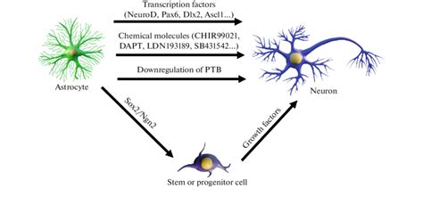 Main Ways Of Reprogramming Astrocytic Cells Into Neurons Download
