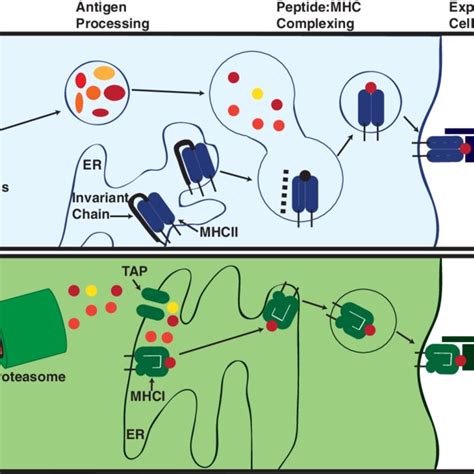 Biosynthesis Of Peptide Mhc Complexes Mhc Ii Peptides Are Derived From