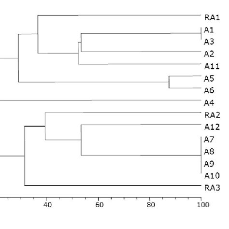 Dendrogram Of Aflp Profiles Of Arcobacter Strains The Degree Of