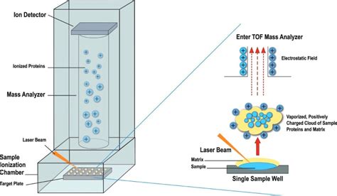 Maldi Tof Mass Spectrometry Operation Schematic Fig Is Used With