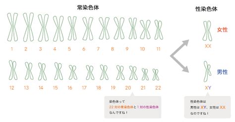 染色体の構造と数を覚えよう【遺伝子の担い手としての染色体】｜高校生向け受験応援メディア「受験のミカタ」