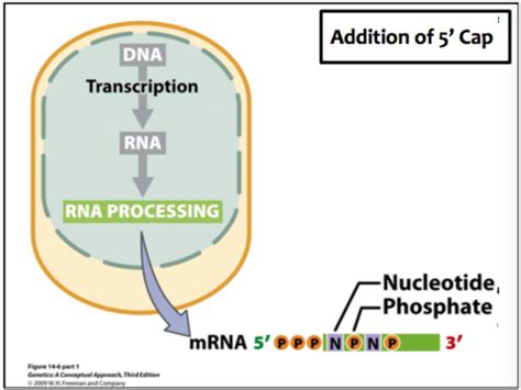 Ch 14 Rna And Rna Processing Flashcards Quizlet