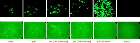 Evaluation Of M1 And Np Expression In Bhk 21 Cells Cells Were Fixed