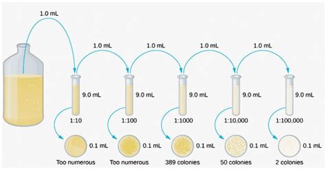 Serial Dilution Definition Formula Calculator Procedure Uses