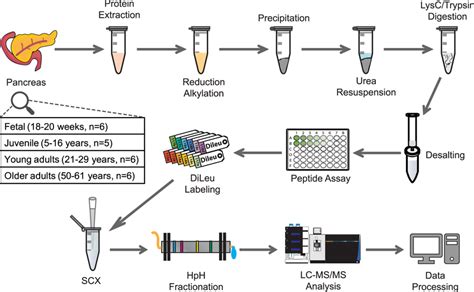 Experimental Workflow Of Quantitative Analysis Using 12 Plex Dileu