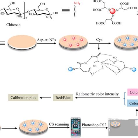 Colorimetric Determination Of Cysteine By A Paper Based Assay System