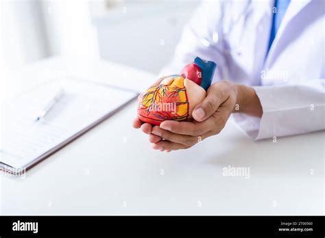 Doctor With Anatomical Model Of Human Heart Cardiologist Supports The