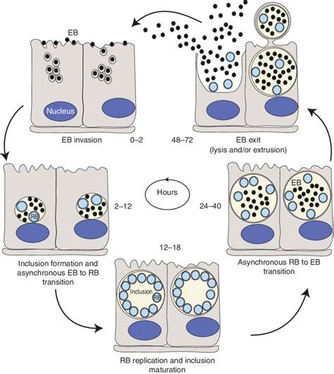 Chlamydia Bacteria Life Cycle