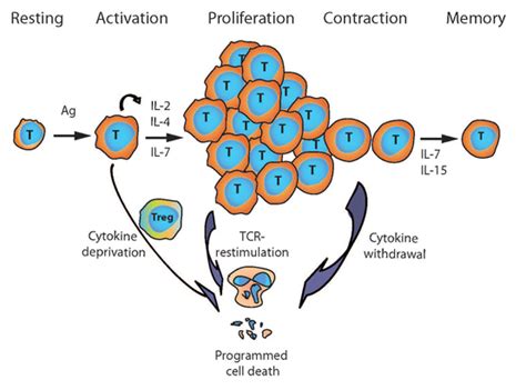 T Cell Homeostasis Lenardo Nih National Institute Of Allergy And
