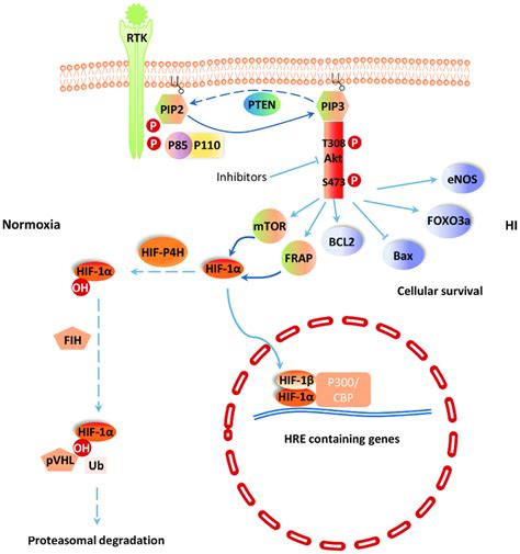 Pi3k Akt Signaling Pathway In Hi Dotted Arrows Represent The Response