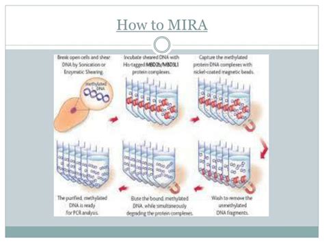 Ppt Biological Affinity Based Methods Of Dna Methylation Detecton