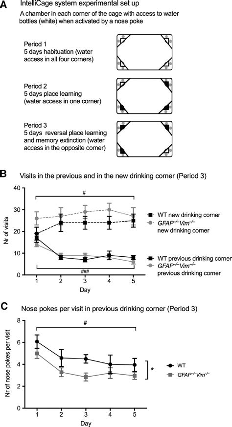 The Role Of Gfap And Vimentin In Learning And Memory