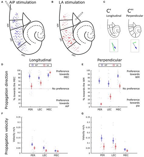 Frontiers Distinct Spatiotemporal Activation Patterns Of The