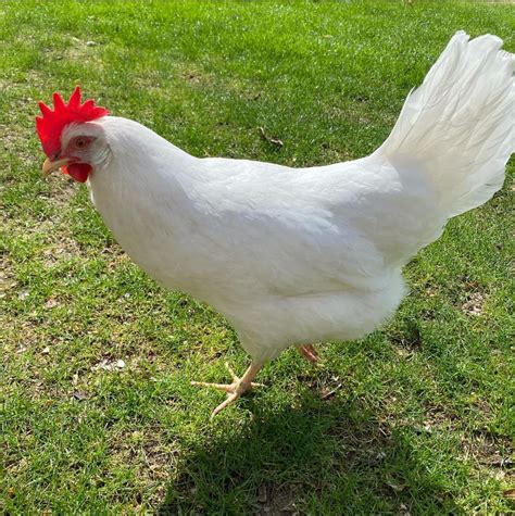 Chickenbreeding Instance Segmentation Dataset By Jane Nario