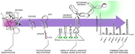 Pictorial Scheme Of The Methods Workflow Starting From An Antigens