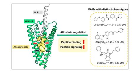 Allosteric Modulators Enhancing Glp 1 Binding To Glp 1r Via A