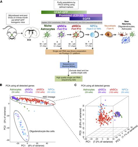 Single Cell Transcriptomic Analysis Defines Heterogeneity And