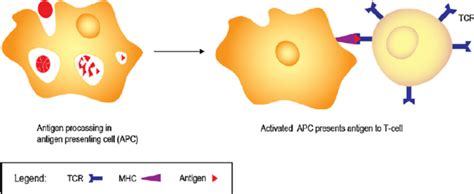 Activation Of Helper T Cells And The Role Of Antigen Presenting Cells