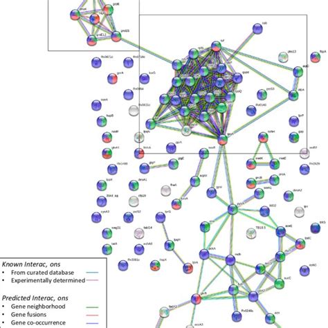 Predictive Functional Interaction Network Of 107 Shared Proteins Of A60
