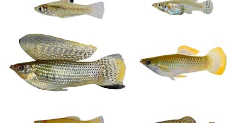 Species New To Science [ichthyology • 2017] Sex Specific Evolution