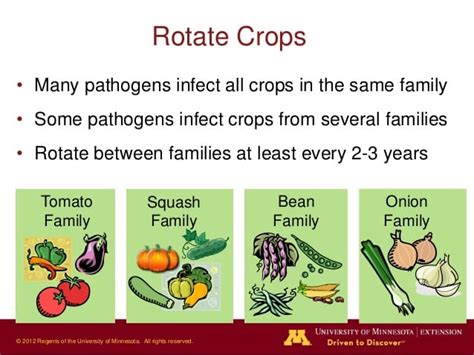 Crop Rotation In The Georgia Community Garden Center For Urban