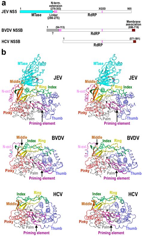 Ijms Free Full Text A Structural Overview Of Rna Dependent Rna