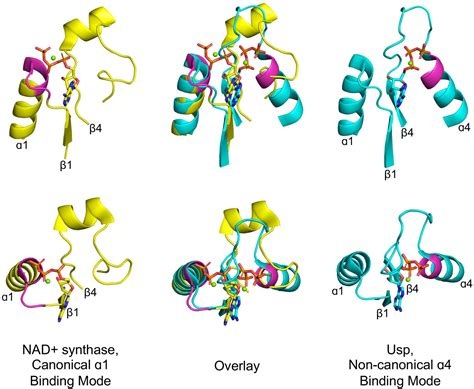 Figures And Data In On The Emergence Of P Loop Ntpase And Rossmann