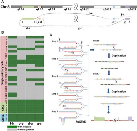 Structural Variants And Cna Formation In Four Regions On Chromosome 8