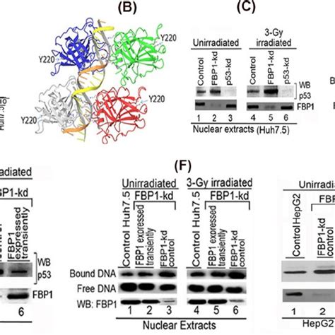 Transactivation Activity And Dna Binding Ability Of Mutant P53 Y220c In