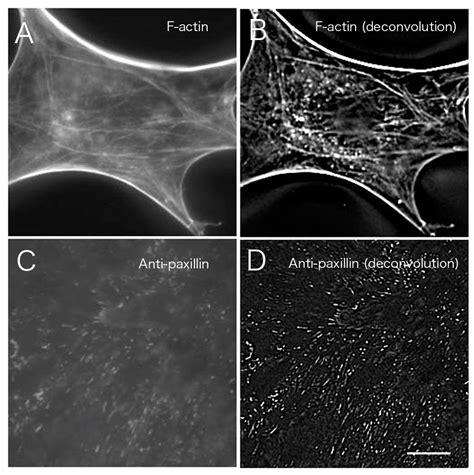 J Imaging Free Full Text Software Based Three Dimensional