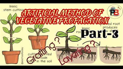 Artificial Methods Of Vegetative Reproduction At John Kollman Blog