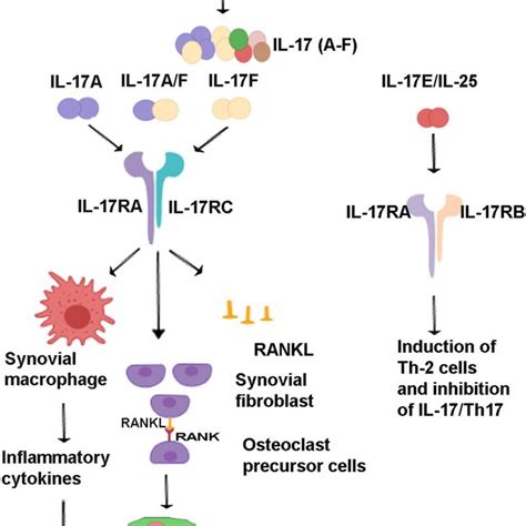 Jak Stat Signaling Pathway 1 Cytokine Binding To Its Receptor 2