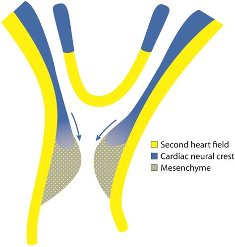 Remodeling Of The Endocardial Cushions Cardiac Neural Crest Cells
