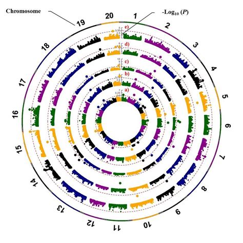 2 Circular Manhattan Plot Of Log10 P Vs Chromosomal Position Of
