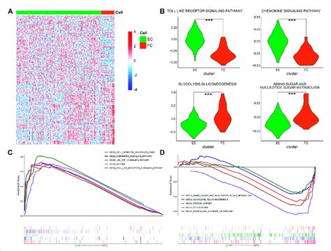 Functional Enrichment Of Ecs And Fcs A The Heatmap Showing The Gsva