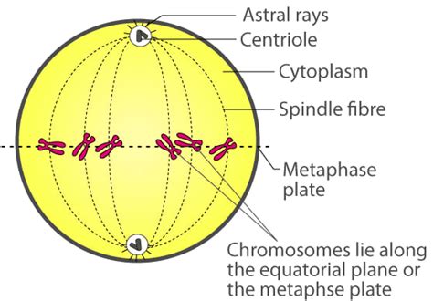 Chapter 2 Structure Of Chromosomes Cell Cycle And Cell Division
